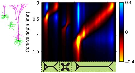 The Predicted Columnar Lfp Laminar Profiles In Response To Steady State Download Scientific