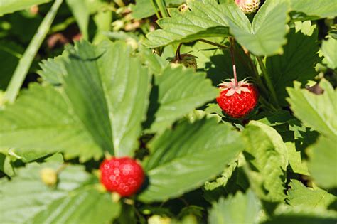 정원에서 잘 익은 딸기의 클로즈업 여름 봄 컨셉 아름다운 자연 배경입니다 정원에 덤불에 잘 익은 딸기 추상 자연 텍스처의 매크로 보기 0명에 대한 스톡 사진 및 기타 이미지
