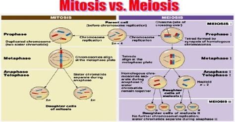 Difference Between Metaphase Of Mitosis And Metaphase 1 Of Meioses QS