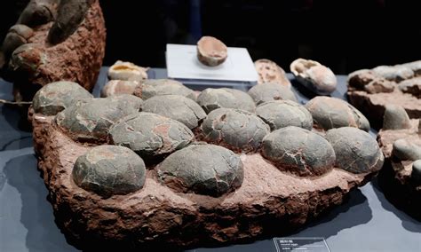 Dinosaur Egg Fossils Dinosaur Nest Cluster With 256 Eggs Discovered In
