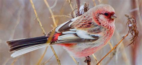 Птица Урагус Фото Как выглядит Где обитает Чем питается и Интересные факты