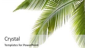 305 Best Palm Themed Templates For PowerPoint Google Slides