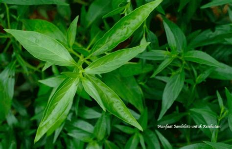 12 Manfaat Sambiloto Untuk Kesehatan Bams