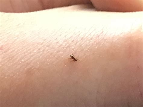 What Is This Tiny Red Bug R Whatisthisbug