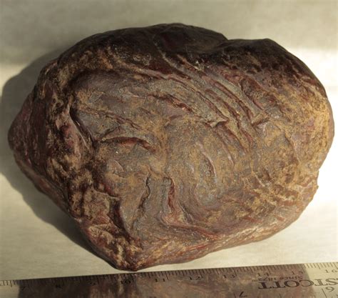 Fossil Or Not Fossil Id The Fossil Forum