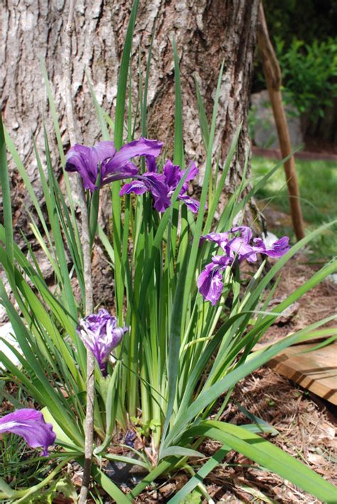 Oregon Iris Marion Swcd