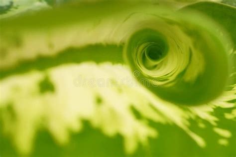 Fibonacci Essence In Nature The Growth Spiral Of The Dumbcane Leaf
