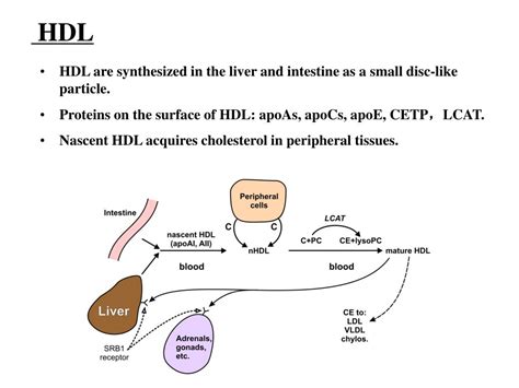 Ppt Lipoprotein Structures Function And Metabolism Powerpoint Presentation Id 4188540