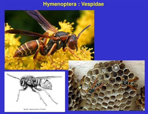 Ppt Order Hymenoptera Powerpoint Presentation Free Download Id7046211