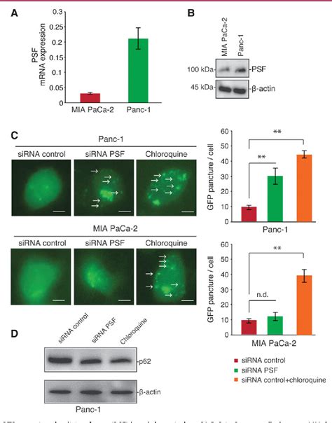 Figure 2 From The Ptb Associated Splicing Factorperoxisome Proliferator Activated Receptor