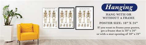Palace Learning 4 Pack Anatomical Poster Set Laminated Muscular