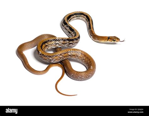 Snake Tongue Fotos Und Bildmaterial In Hoher Auflösung Alamy