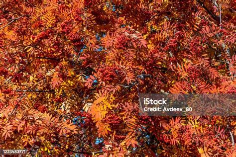 산재의 붉은 열매와 노란 잎 숲의 가을 분위기와 분기 나무 0명에 대한 스톡 사진 및 기타 이미지 0명 10월 가을 Istock