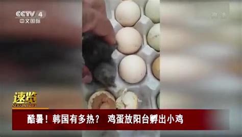 【太热了！鸡蛋放阳台 居然孵出小鸡】韩国近期到底有多热？这只小鸡就能告诉你。居民家养母鸡下的蛋放在阳台，竟发现鸡蛋依靠室温孵出了小鸡！专家称