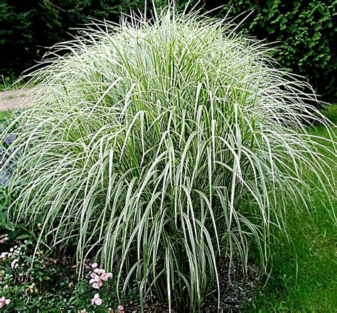 Miscanthus Variegated Maiden Grass Plants4home