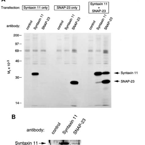 Binding Of Syntaxin 11 To Snap 23 In Vivo A Hela Cells Download