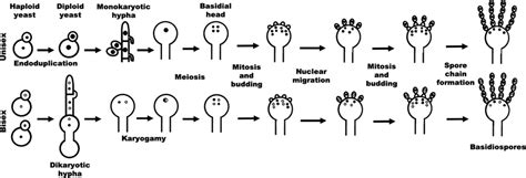 Cryptococcus Neoformans Sex Morphogenesis And Virulence Pmc