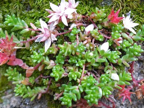 Sedum Rubrotinctum Greenment