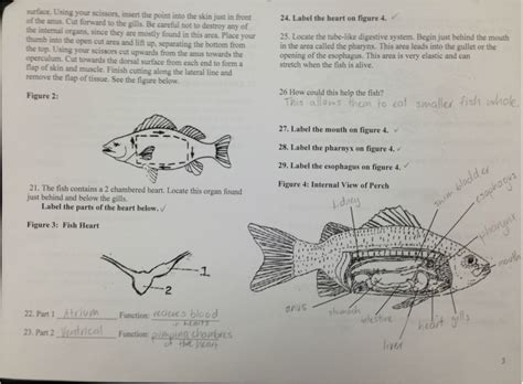 Chordates Biology 11