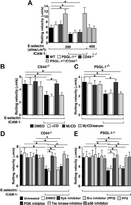 E Selectin Engages Psgl 1 And Cd44 Through A Common Signaling Pathway Download Scientific