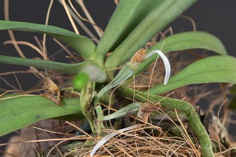 Diaphananthe Millarii Varia69 Flickr