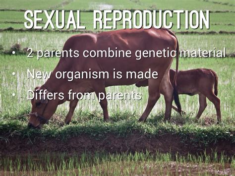 Genetics Dna The Science Of Heredity By Isabella Jo