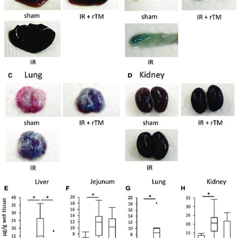 Intestinal Damage After Intestinal Ischemia Reperfusion Intestinal
