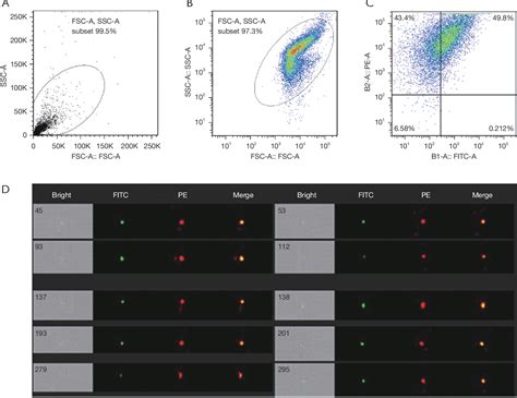Figure 1 From Platelet Derived Microparticles Promote Phagocytosis Of Oxidized Low Density