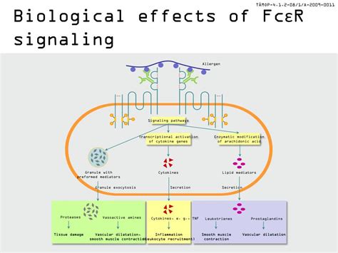 Ppt Fcε Receptor Signaling Powerpoint Presentation Free Download