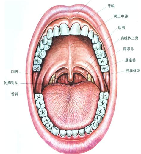 喉咙长什么样子图片 正常的咽喉部照片 伤感说说吧