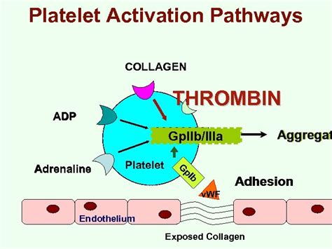 Platelet Fragments