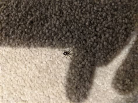 Is This A False Widow Spider Tw Spider Pic Mumsnet