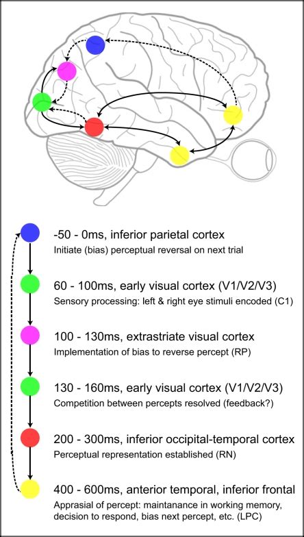 Neural Model Of The Sequence Of Brain Events In Which EEG Differences Download Scientific