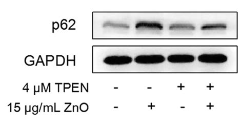 Intracellular Zinc Aat Bioquest