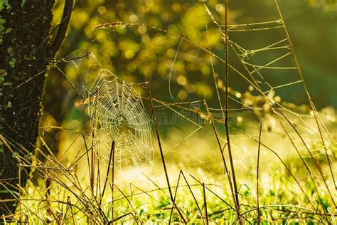 Grass On Meadow Field With Cobweb Stock Image Image Of Sunlight Grassy 310845365
