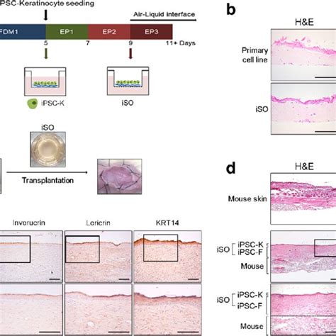 Generation Of CBMC IPSC Derived Skin Organoid And Humanized Mice Model Download Scientific