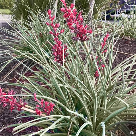Red Yucca Plant