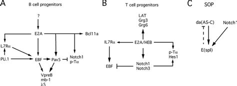 Genetic Regulatory Networks Regulating Sensory Organ And T And B Download Scientific Diagram