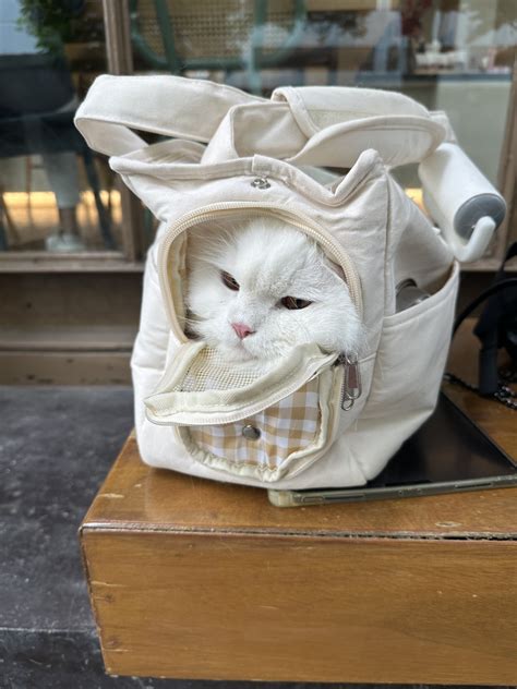 เอ้วเปนมามี๊แมวแง๊วง๊าว 🐱 On Twitter ลงอีกได้มะ กัวรำคาญมั่ก แต่ถ่ายไว้เยอะ🤣 เอาจิงฮุนฮุนเปน