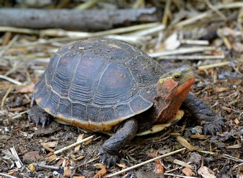 Protecting Turtles And Tortoises From Predators