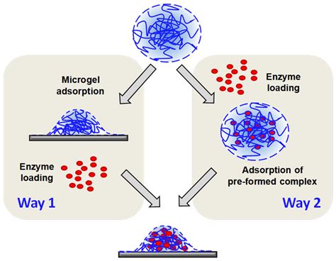 Adsorption Of Preformed Microgelenzyme Complexes As A Novel Strategy