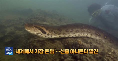 [잇슈 Sns] ‘세계에서 가장 큰 뱀…신종 아나콘다 아마존에서 발견