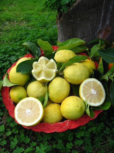 Limoni Lunari / Sicilian lemons | From the trees sorrounding… | Flickr