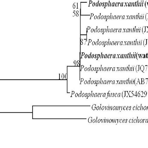 Morphological Features Of Anamorphic Stage On Podosphaera Xanthii A Download Scientific