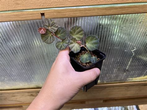 Begonia Sp Sarawak Kzt Plants Store