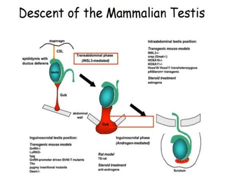 Development Of Testis And Cryptorchidism Presentation