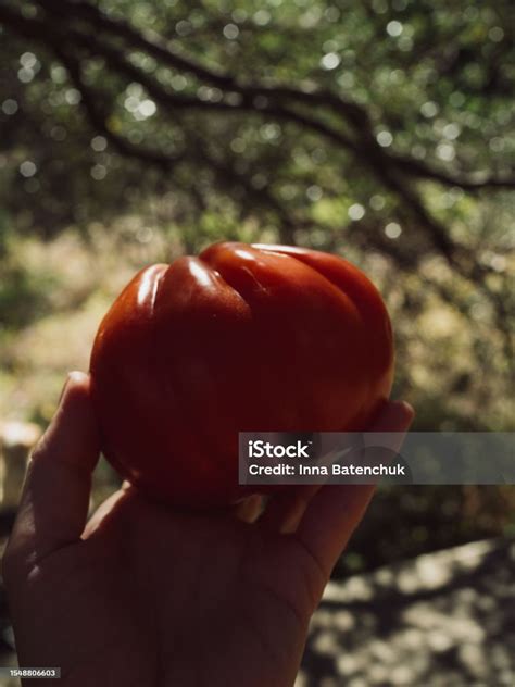 잘 익은 황소의 심장 토마토를 손에 들고 올리브 나무와 그 그림자의 자연스러운 패턴을 배경으로 세로로 닫습니다 사르데냐 여름 가정 생활에 대한 스톡 사진 및 기타 이미지