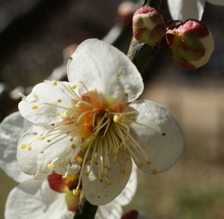 跡見群芳譜 桜花譜 アメ モチダシロ