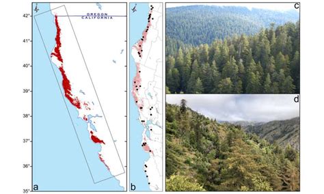 Rangewide Analysis Reveals Climatic Sensitivities And Non Timber Values Of Tall Redwoods