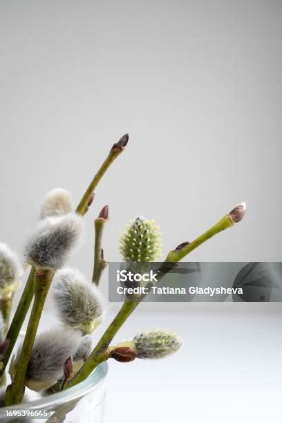 회색 배경에 회색과 초록색 Catkins가 있는 버드나무 가지 선택적 초점 수직 카피 스페이스 0명에 대한 스톡 사진 및 기타 이미지 Istock